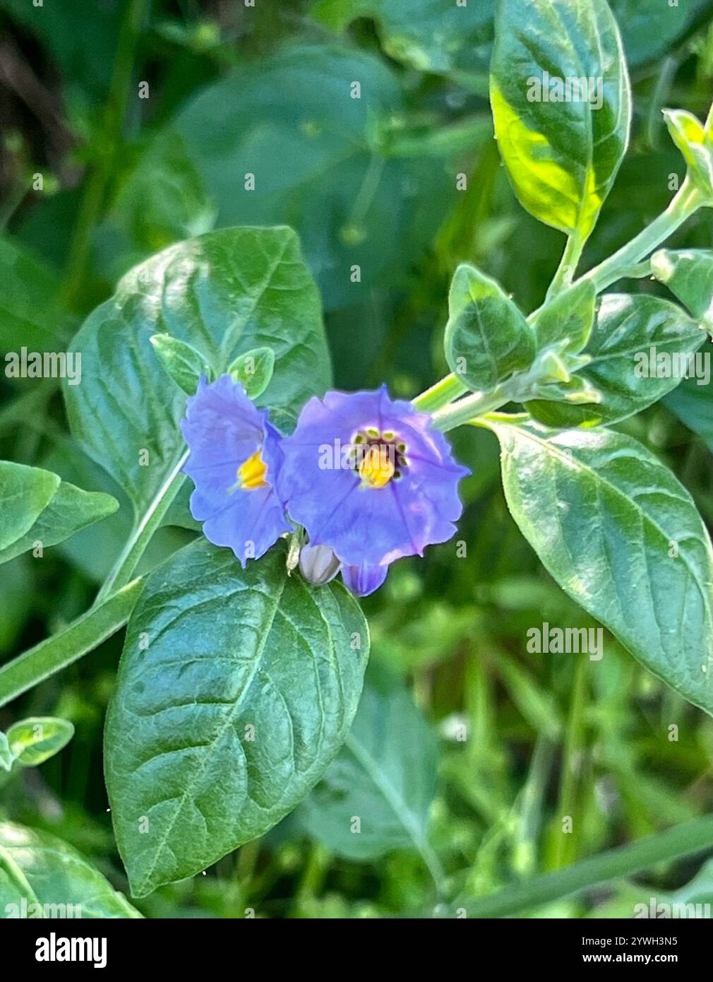 bluewitch nightshade (Solanum umbelliferum Stock Photo - Alamy