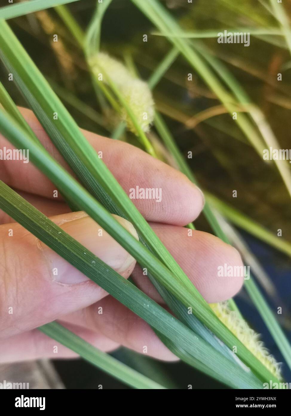 slender tufted-sedge (Carex acuta Stock Photo - Alamy