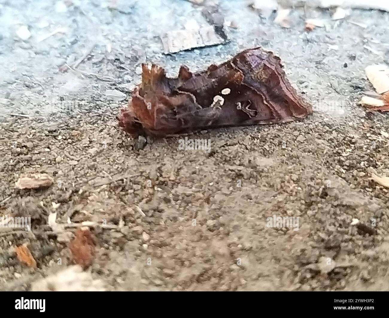 Beautiful Golden Y (Autographa pulchrina Stock Photo - Alamy