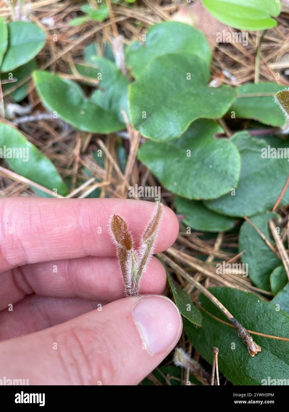 trailing arbutus (Epigaea repens Stock Photo - Alamy