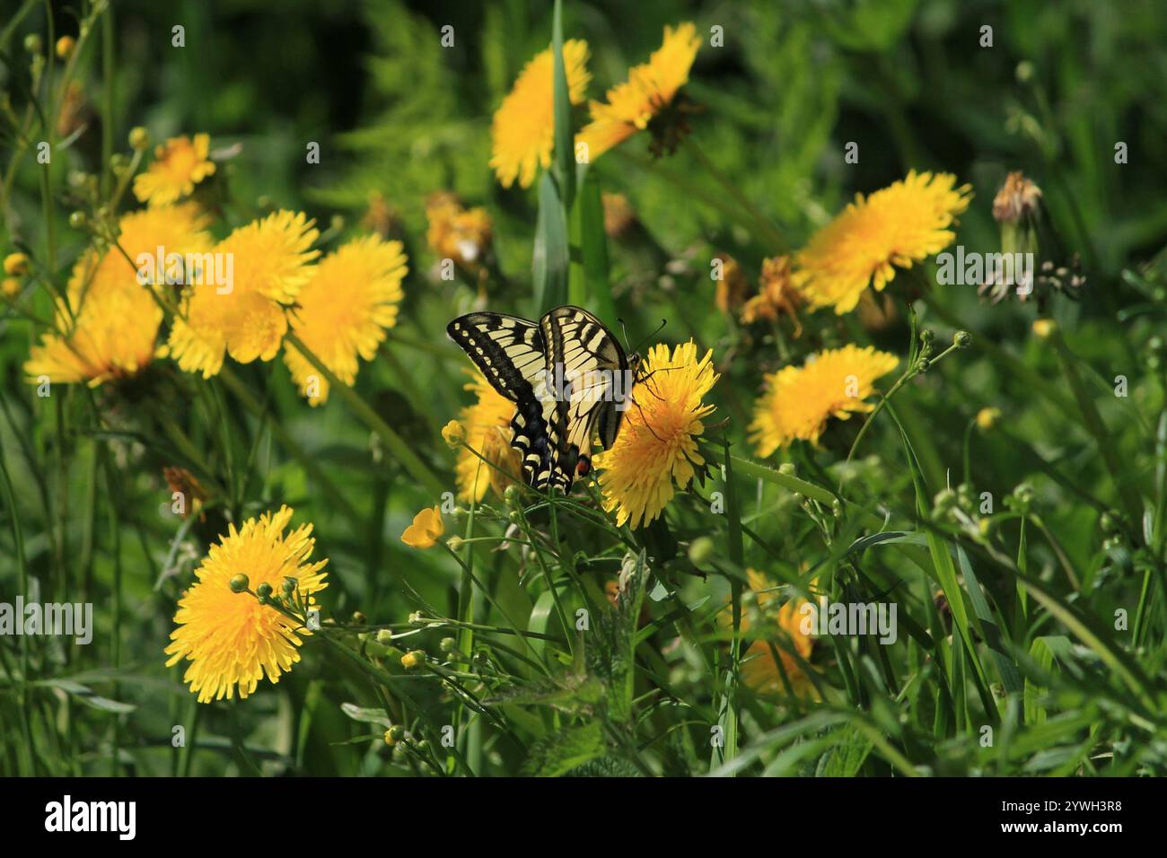 Old World Swallowtail (Papilio machaon Stock Photo - Alamy
