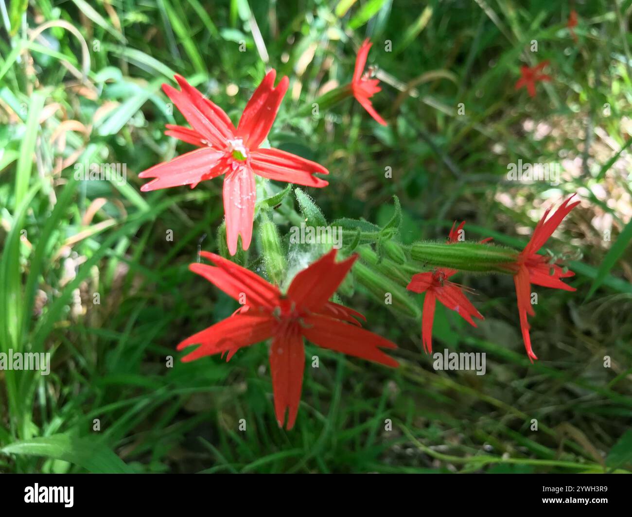 fire pink (Silene virginica Stock Photo - Alamy