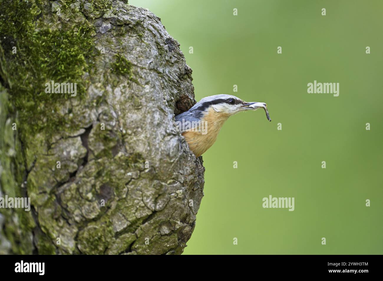 Nuthatch (Sitta europaea), looking out of its nesting cavity with ...