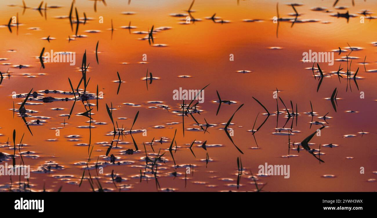 Grass plants submerged in hi-res stock photography and images - Alamy