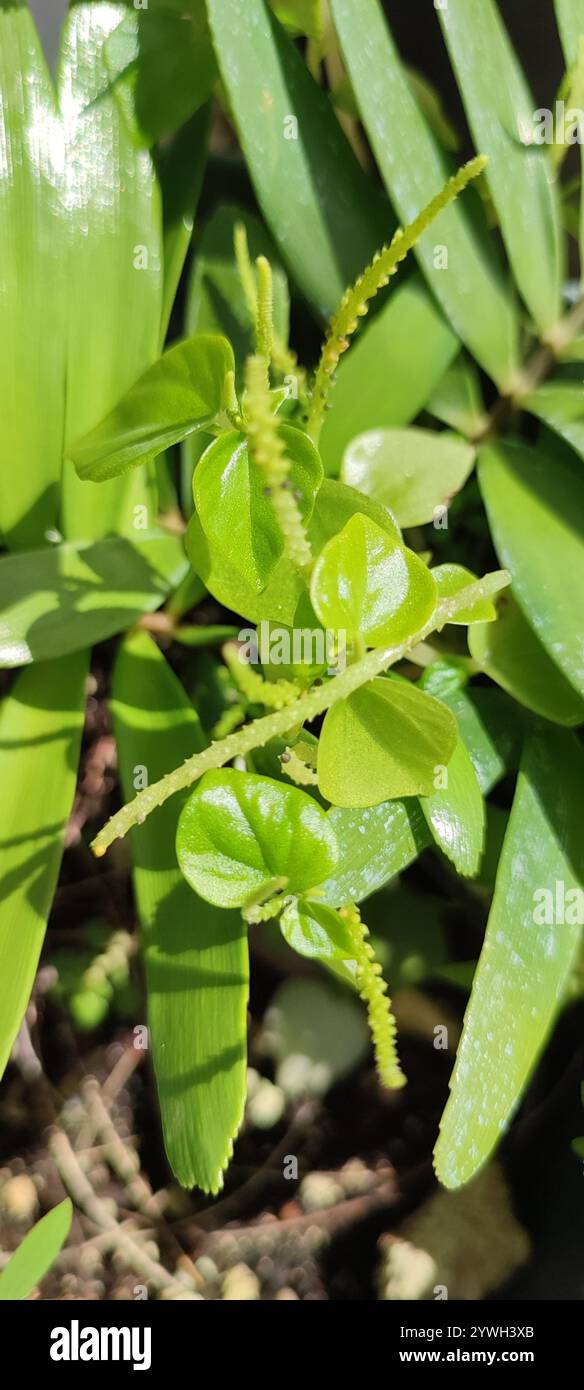 Pepper elder (Peperomia pellucida Stock Photo - Alamy