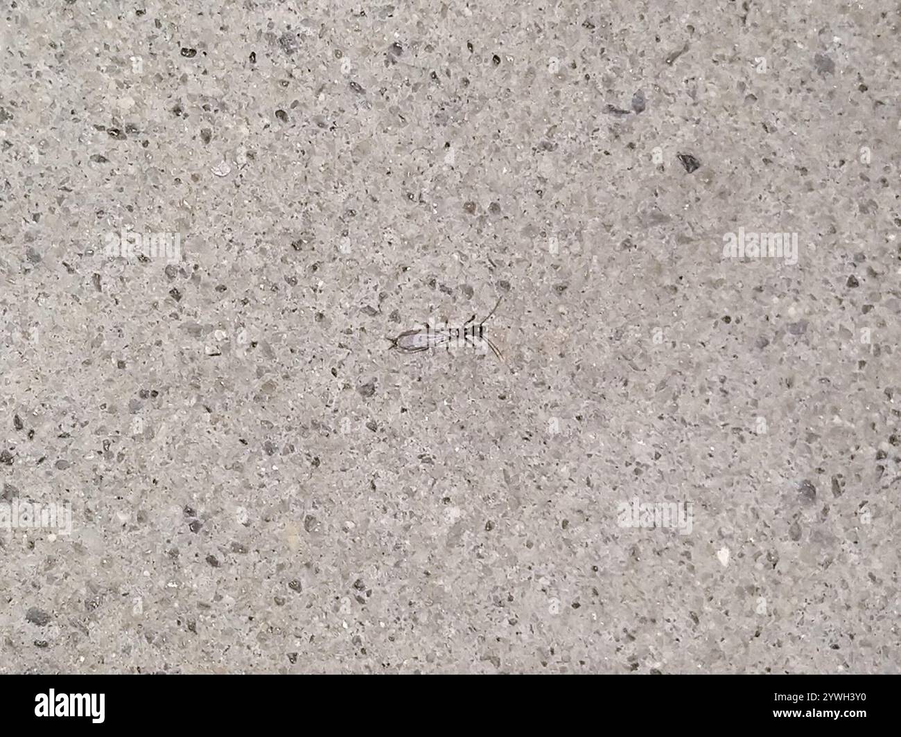 Webspinner hi-res stock photography and images - Alamy