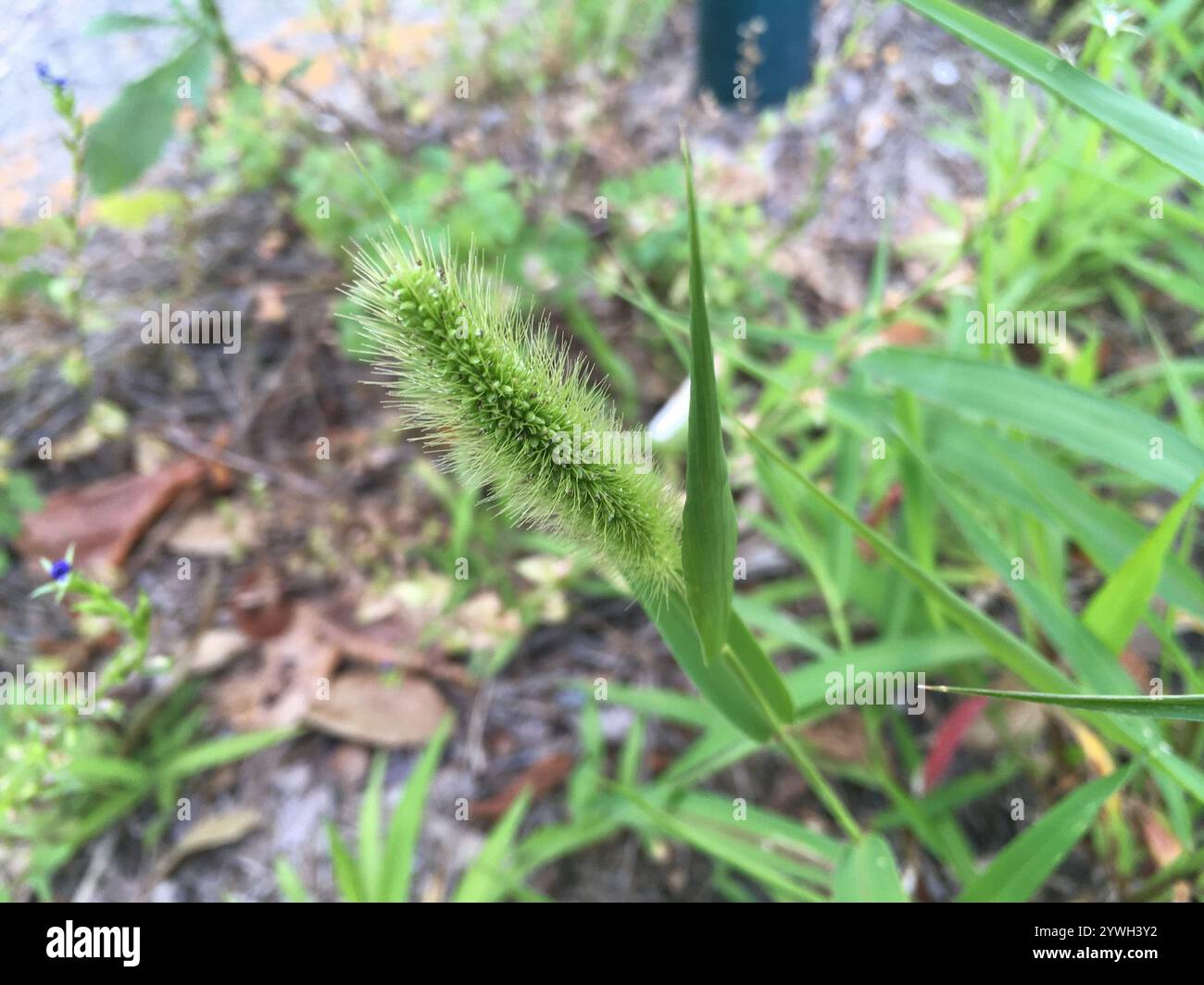 Green Bristle Grass (Setaria viridis Stock Photo - Alamy