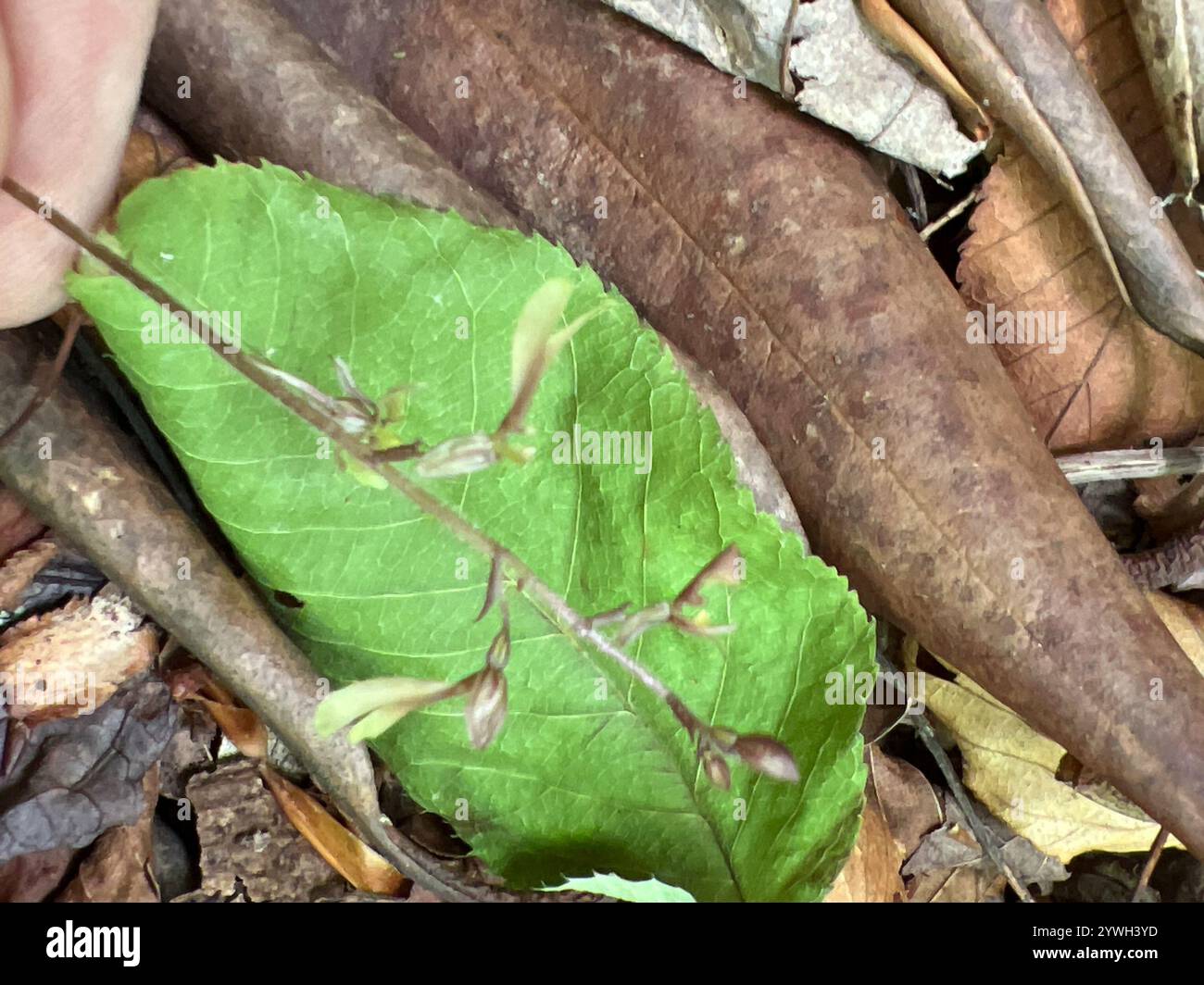 Kidneyleaf hi-res stock photography and images - Alamy