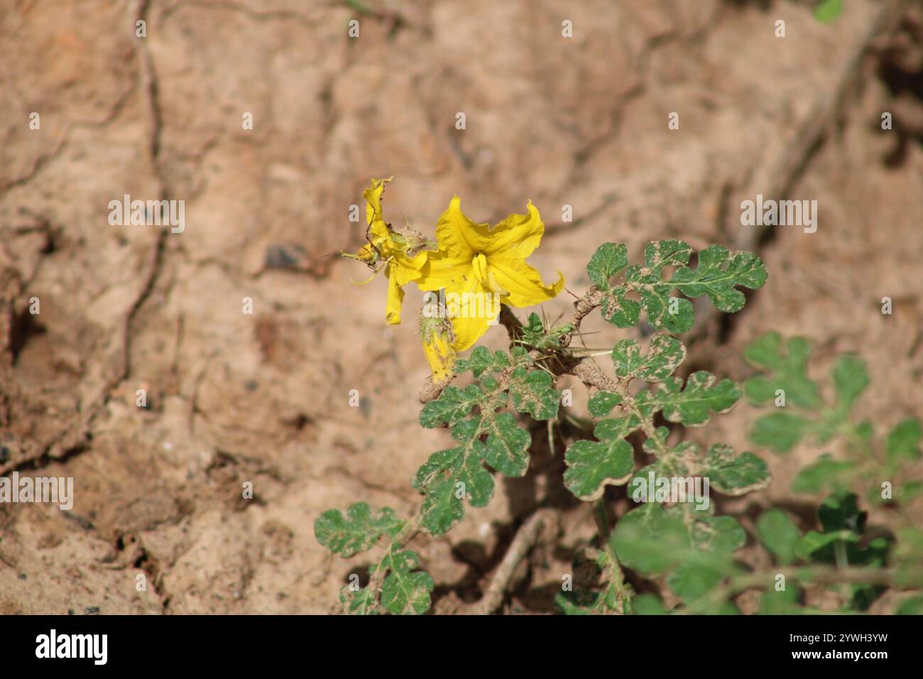 buffalo-bur (Solanum rostratum Stock Photo - Alamy