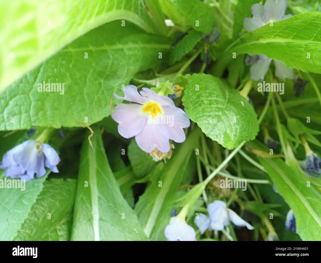 (Primula vulgaris rubra Stock Photo - Alamy