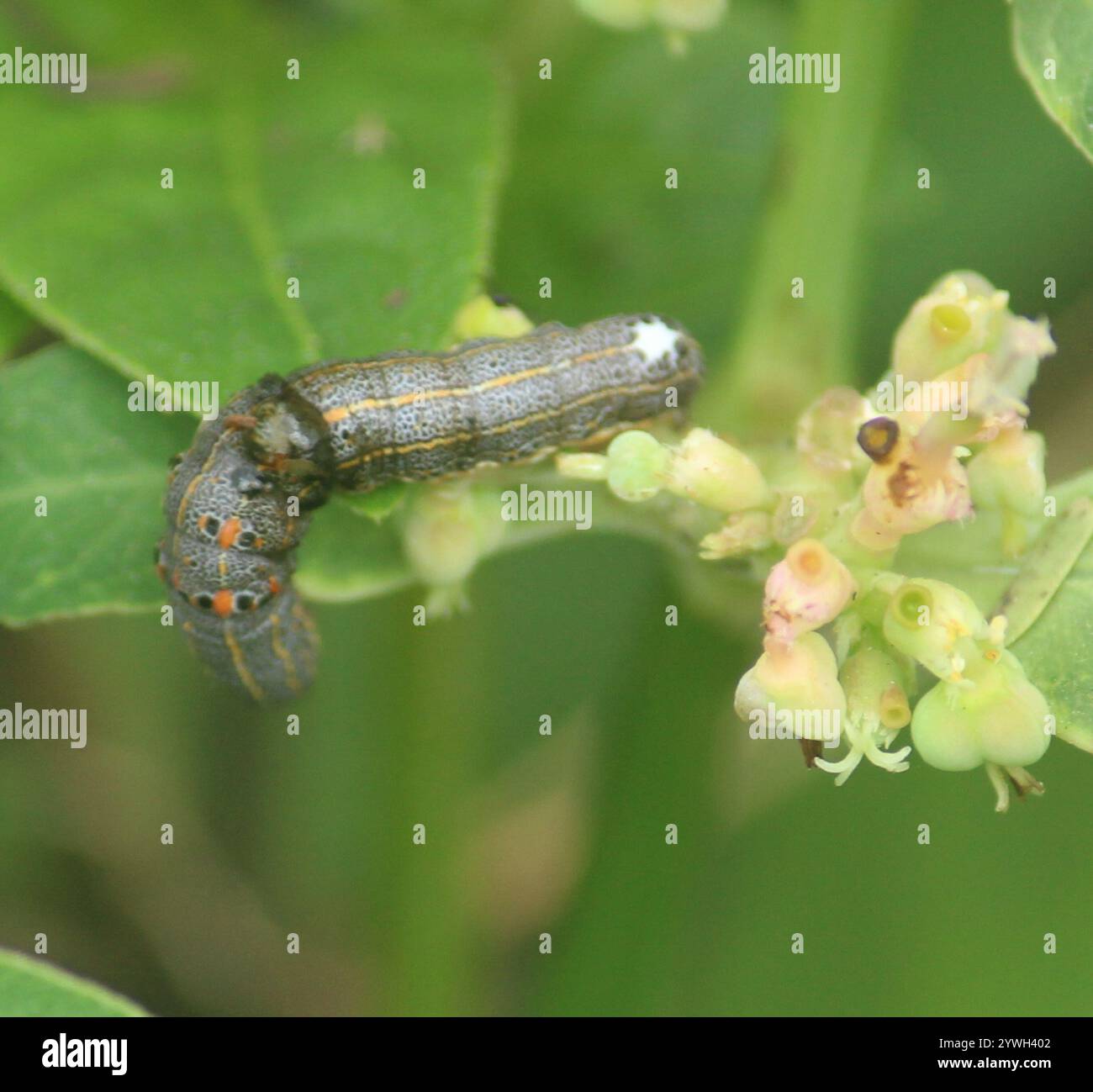 Oriental leafworm moth (Spodoptera litura Stock Photo - Alamy