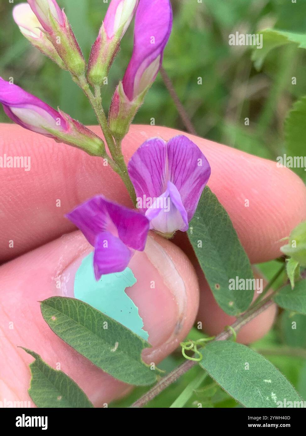 American vetch (Vicia americana Stock Photo - Alamy