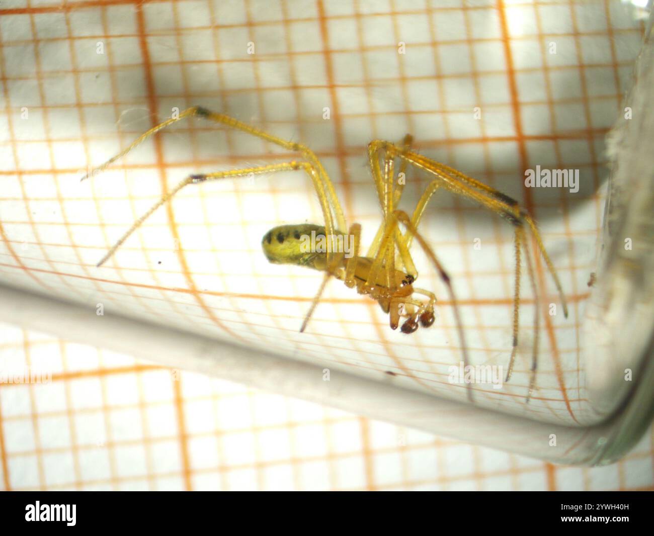 Candy-striped Spider complex (Enoplognatha ovata Stock Photo - Alamy