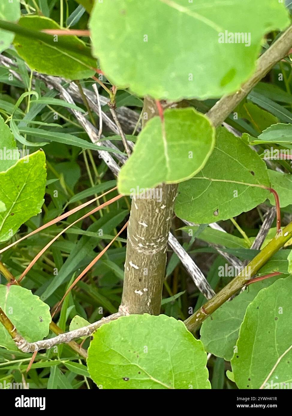 Eastern Cottonwood (Populus deltoides Stock Photo - Alamy