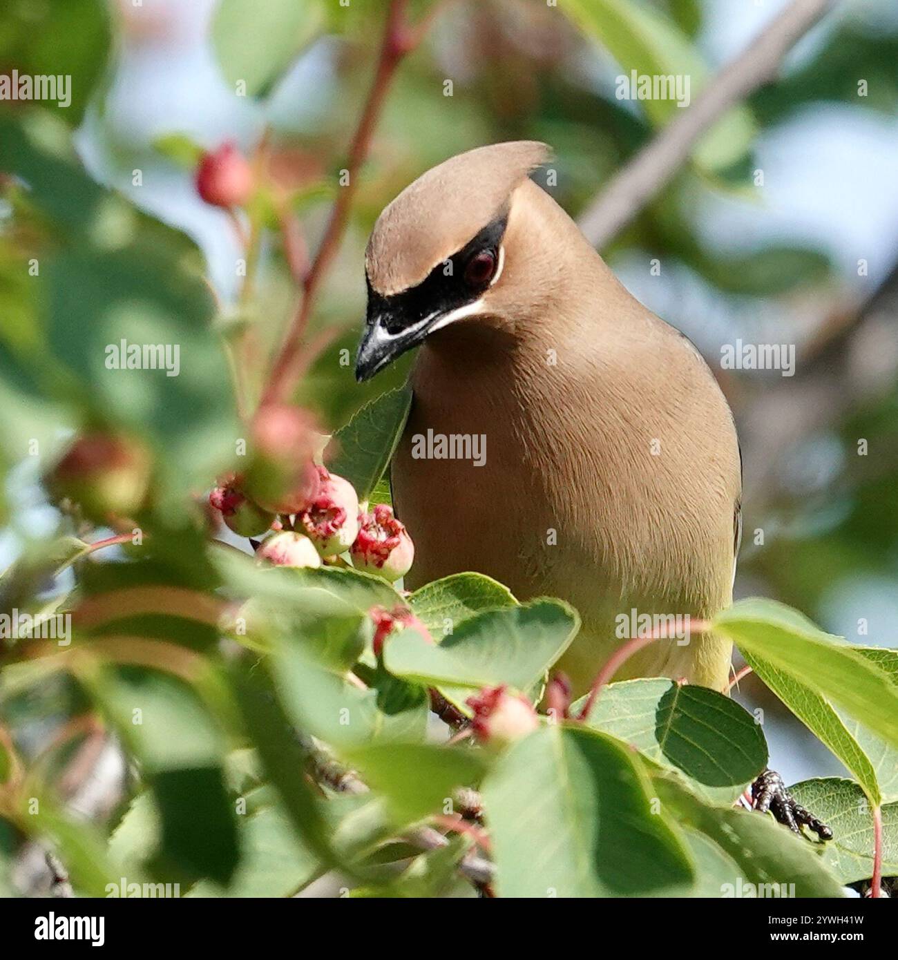 Cedar Waxwing (Bombycilla cedrorum Stock Photo - Alamy