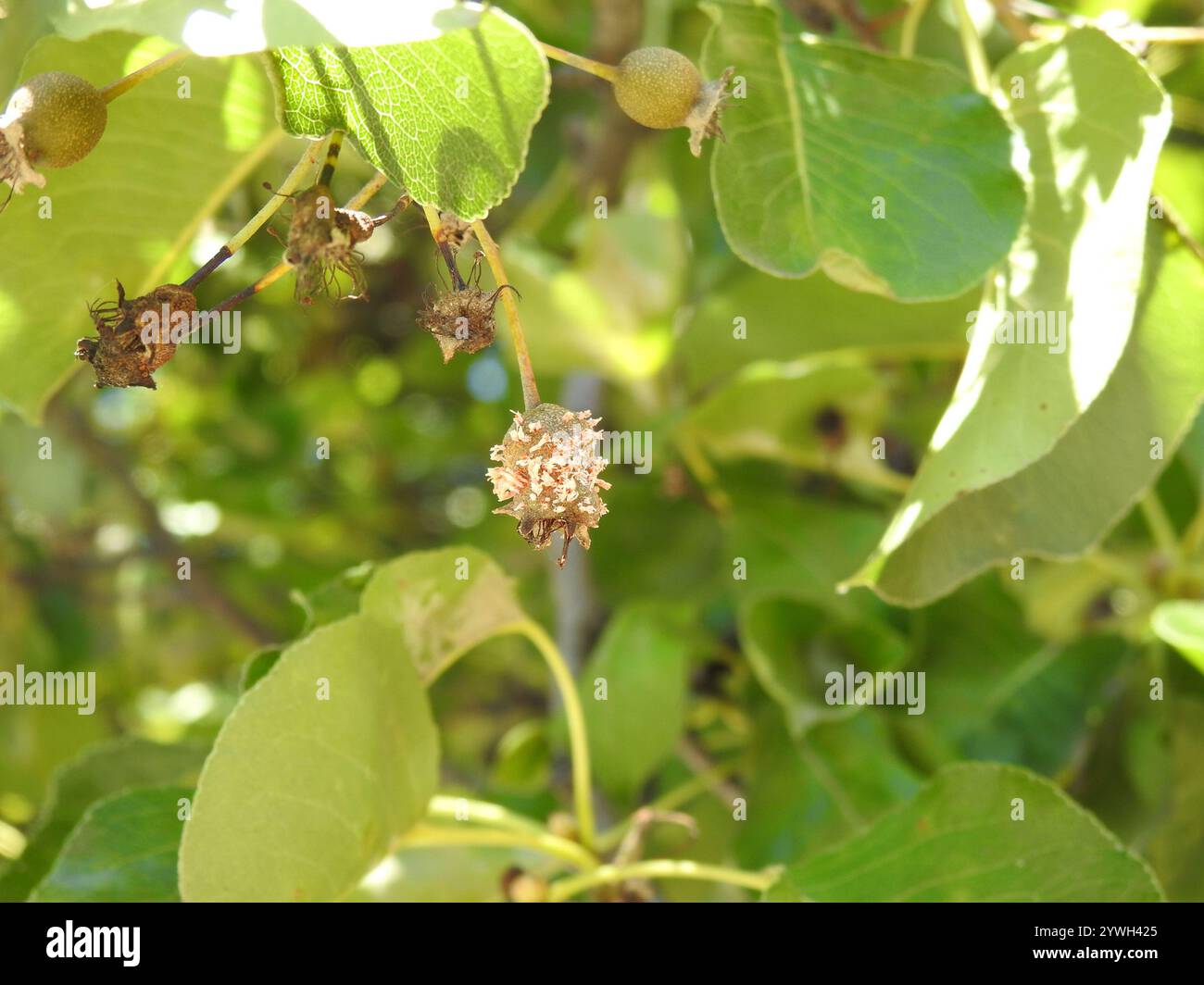 quince rust (Gymnosporangium clavipes Stock Photo - Alamy