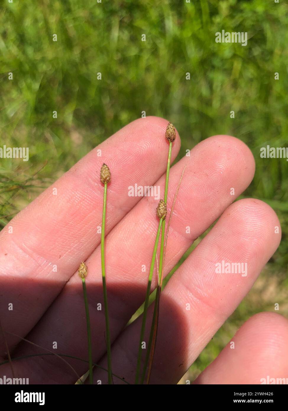 Blunt Spikerush (Eleocharis obtusa Stock Photo - Alamy