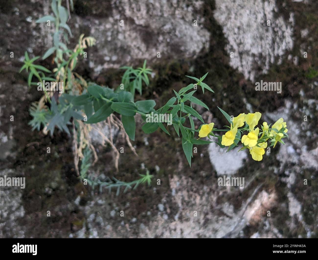 Broomleaf Toadflax (Linaria genistifolia Stock Photo - Alamy