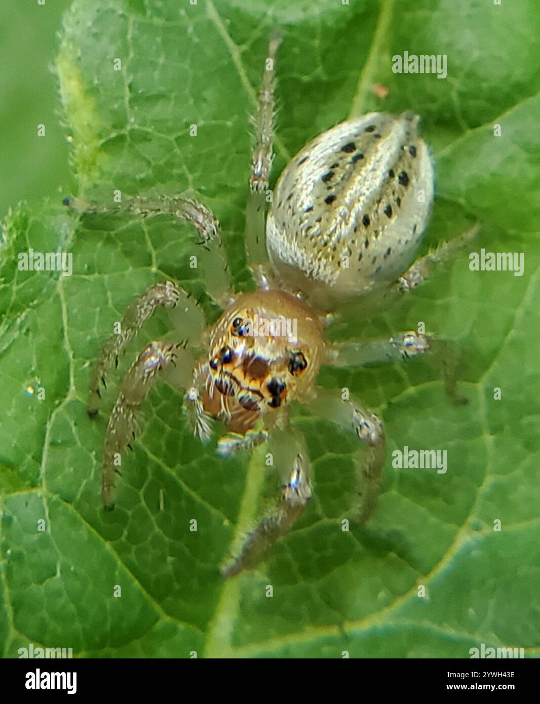 Sylvan Jumping Spider (Colonus sylvanus Stock Photo - Alamy