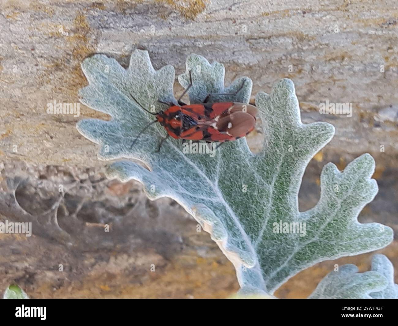 Indian Milkweed Bug (Spilostethus pandurus Stock Photo - Alamy