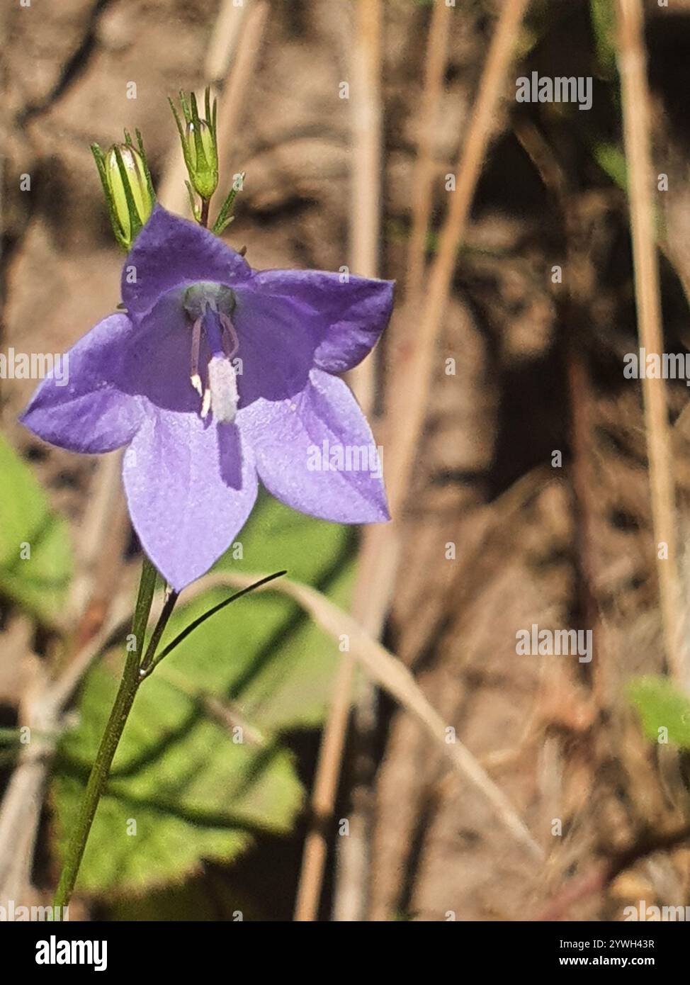 Common Harebell (Campanula rotundifolia Stock Photo - Alamy