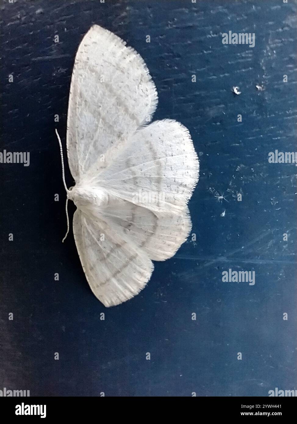 Common White Wave (Cabera pusaria Stock Photo - Alamy