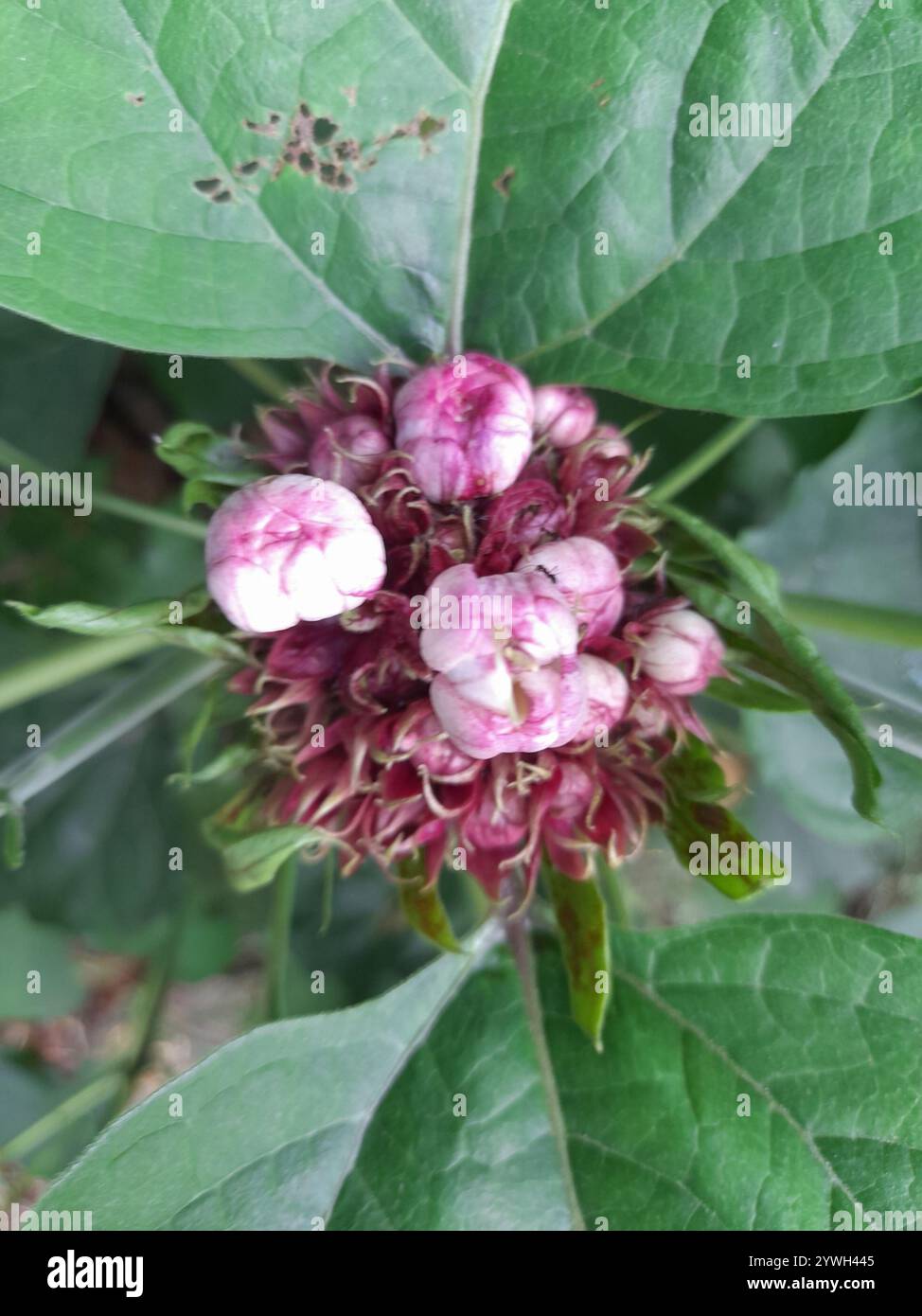 Chinese Glorybower (Clerodendrum chinense Stock Photo - Alamy