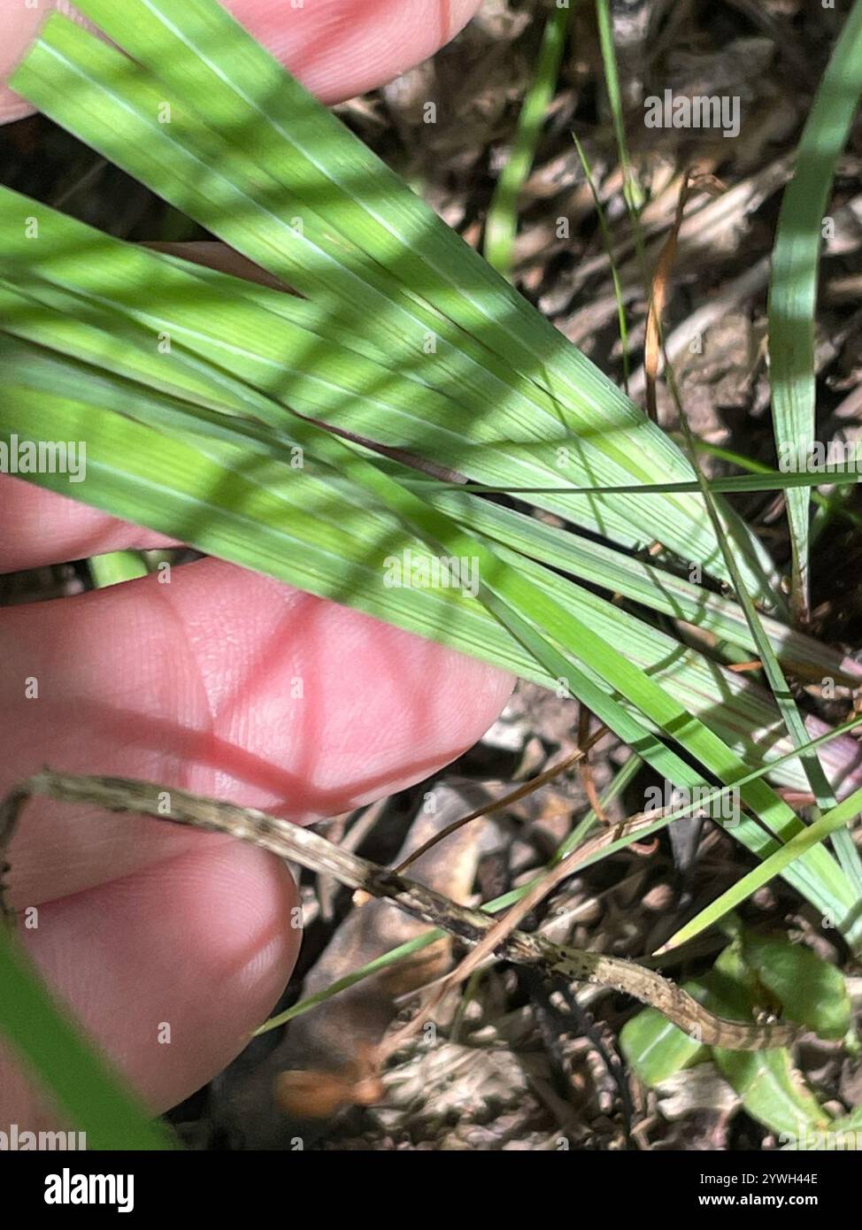 Slender Blue Flag (Iris prismatica Stock Photo - Alamy