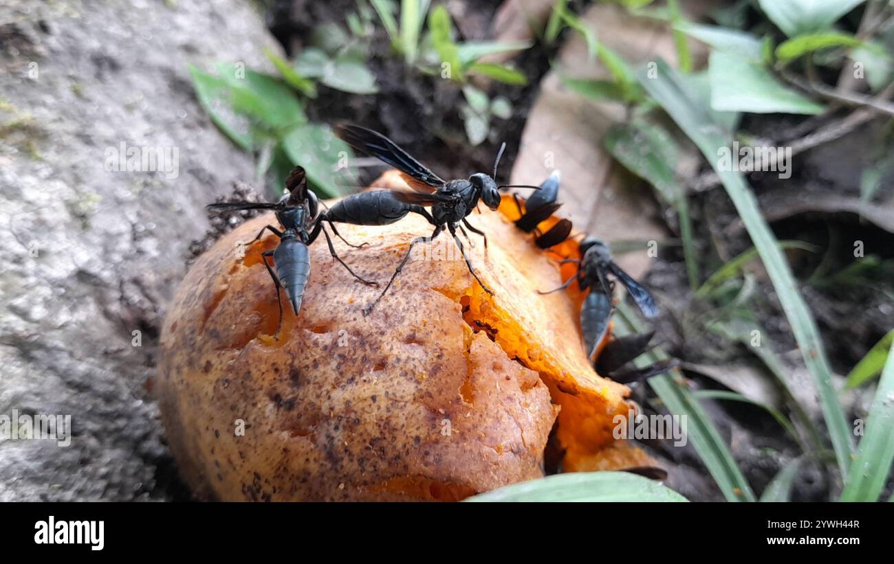 Northern Warrior Wasp (Synoeca septentrionalis Stock Photo - Alamy