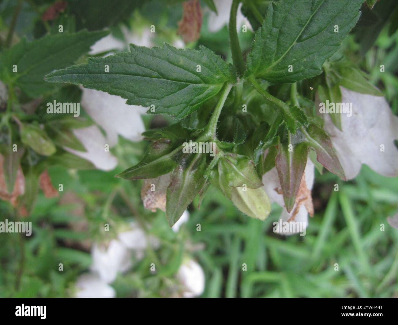 (Campanula punctata hondoensis Stock Photo - Alamy