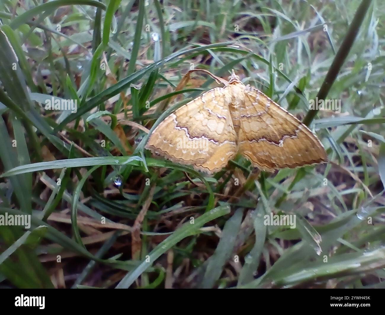 Yellow Shell Moth (Camptogramma bilineata Stock Photo - Alamy