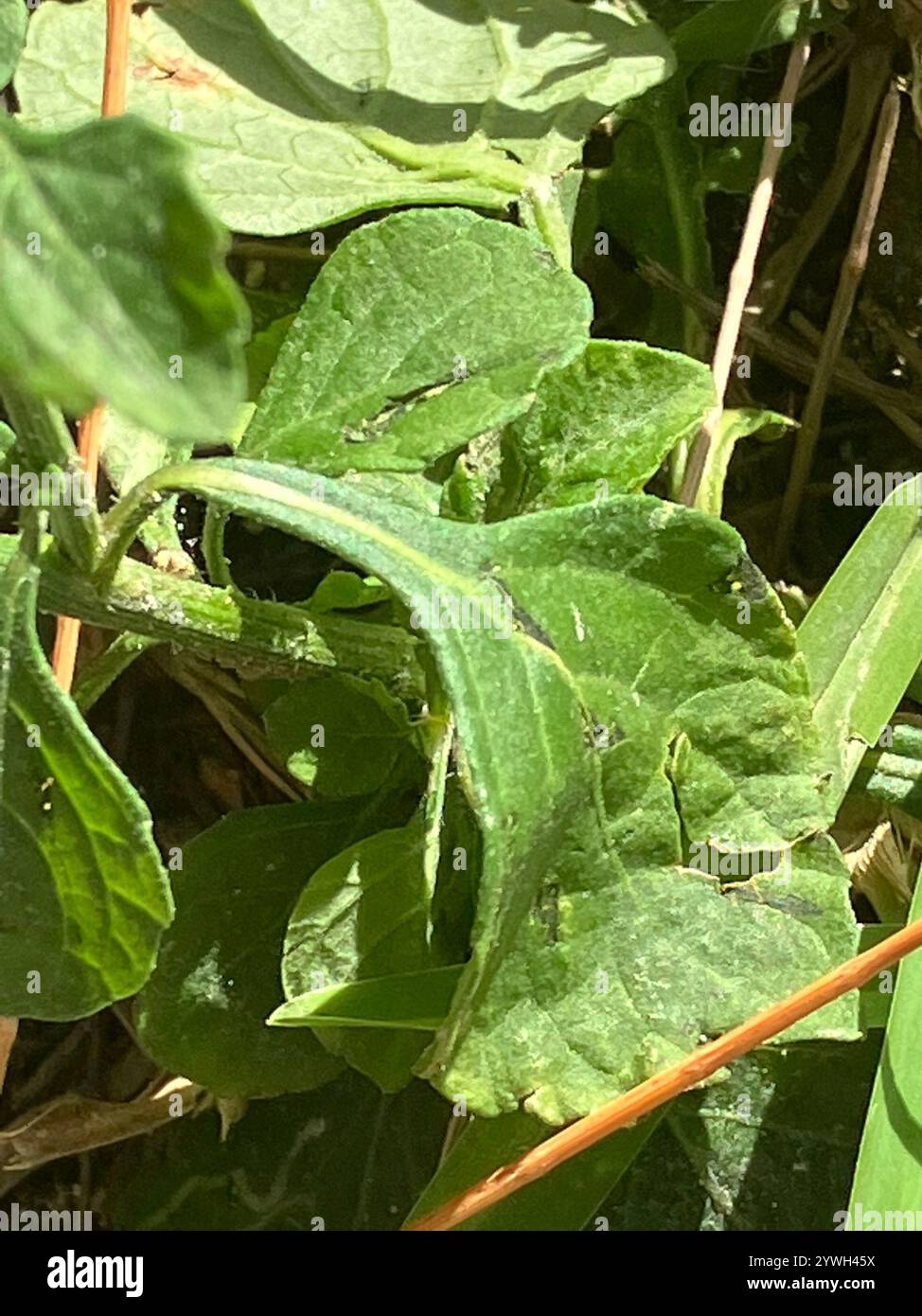 little ironweed (Cyanthillium cinereum Stock Photo - Alamy
