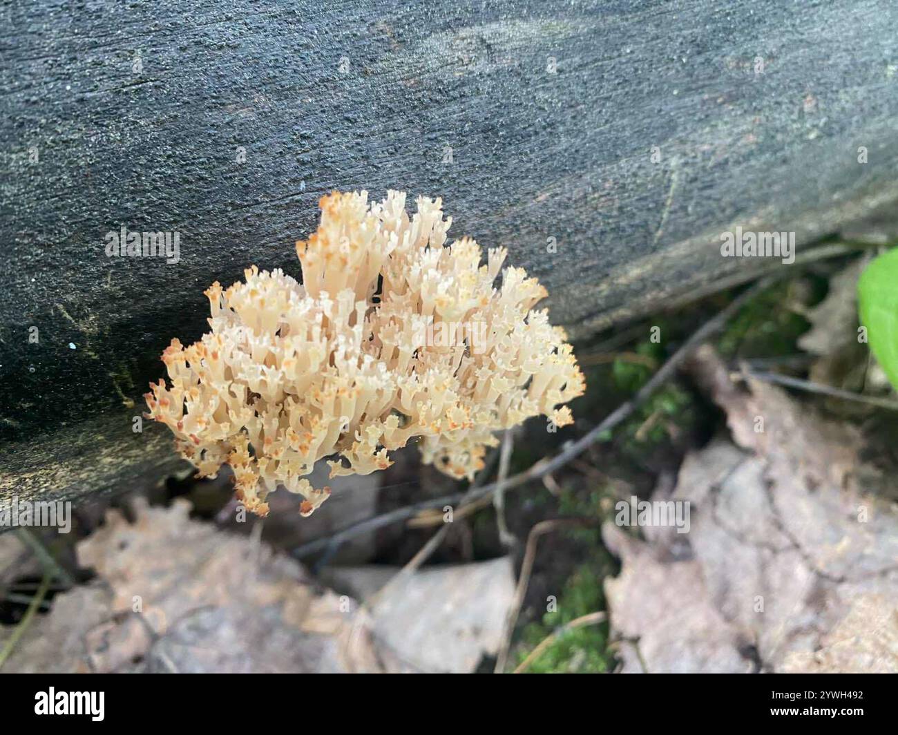 crown-tipped coral fungus (Artomyces pyxidatus Stock Photo - Alamy
