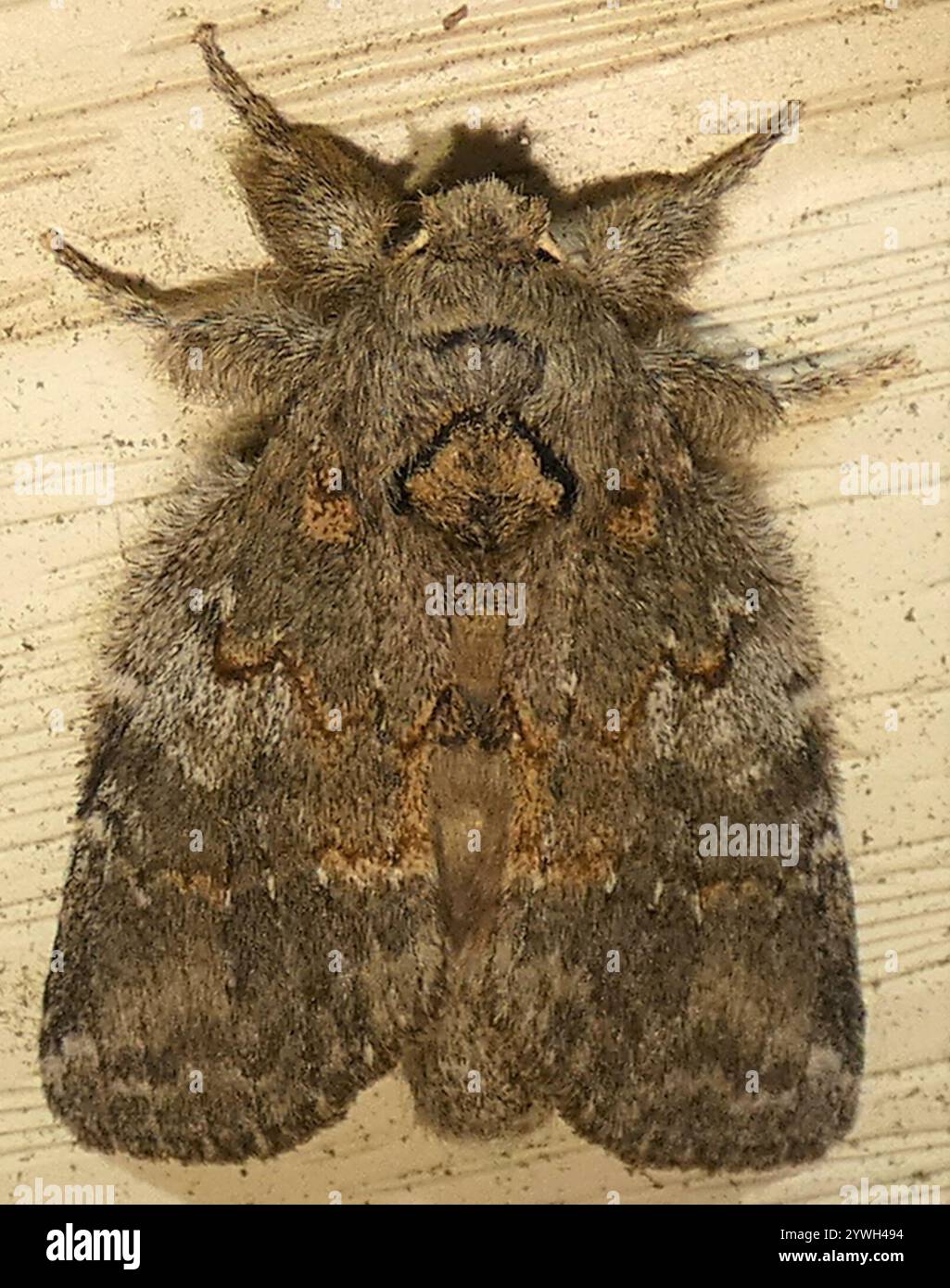 Angulose Prominent (Peridea angulosa Stock Photo - Alamy