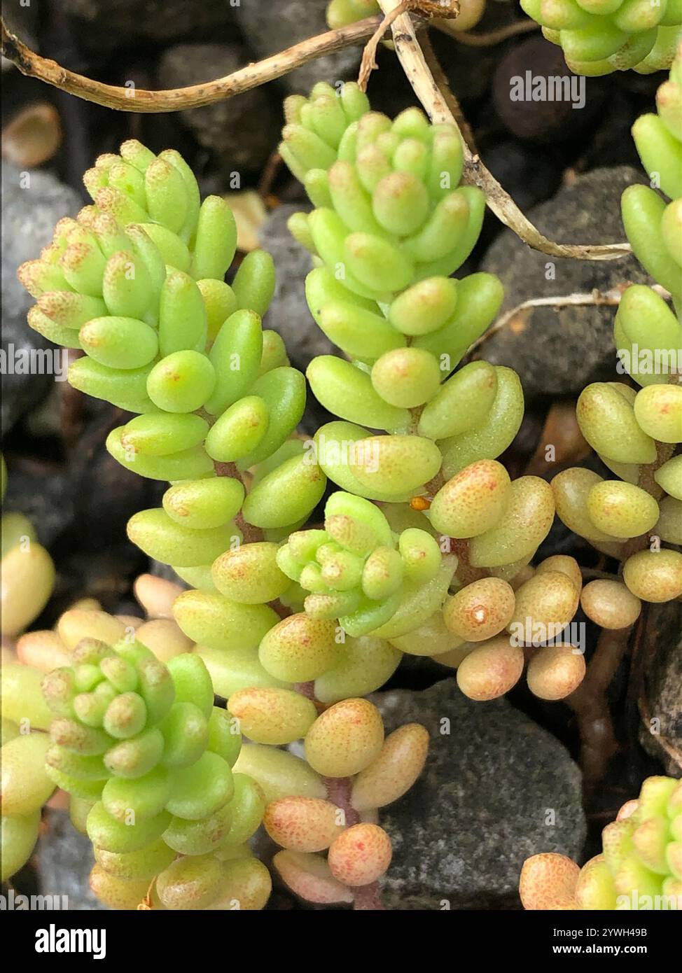 white stonecrop (Sedum album Stock Photo - Alamy