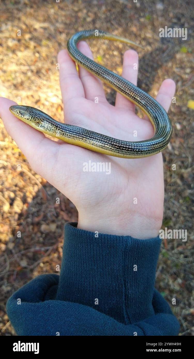 Eastern Glass Lizard (Ophisaurus ventralis Stock Photo - Alamy