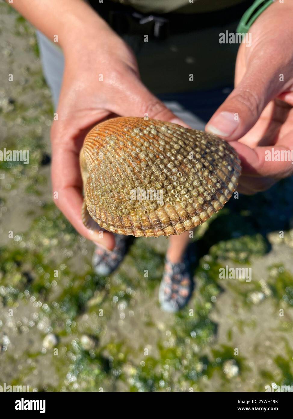 Nuttall's Cockle (Clinocardium nuttallii Stock Photo - Alamy