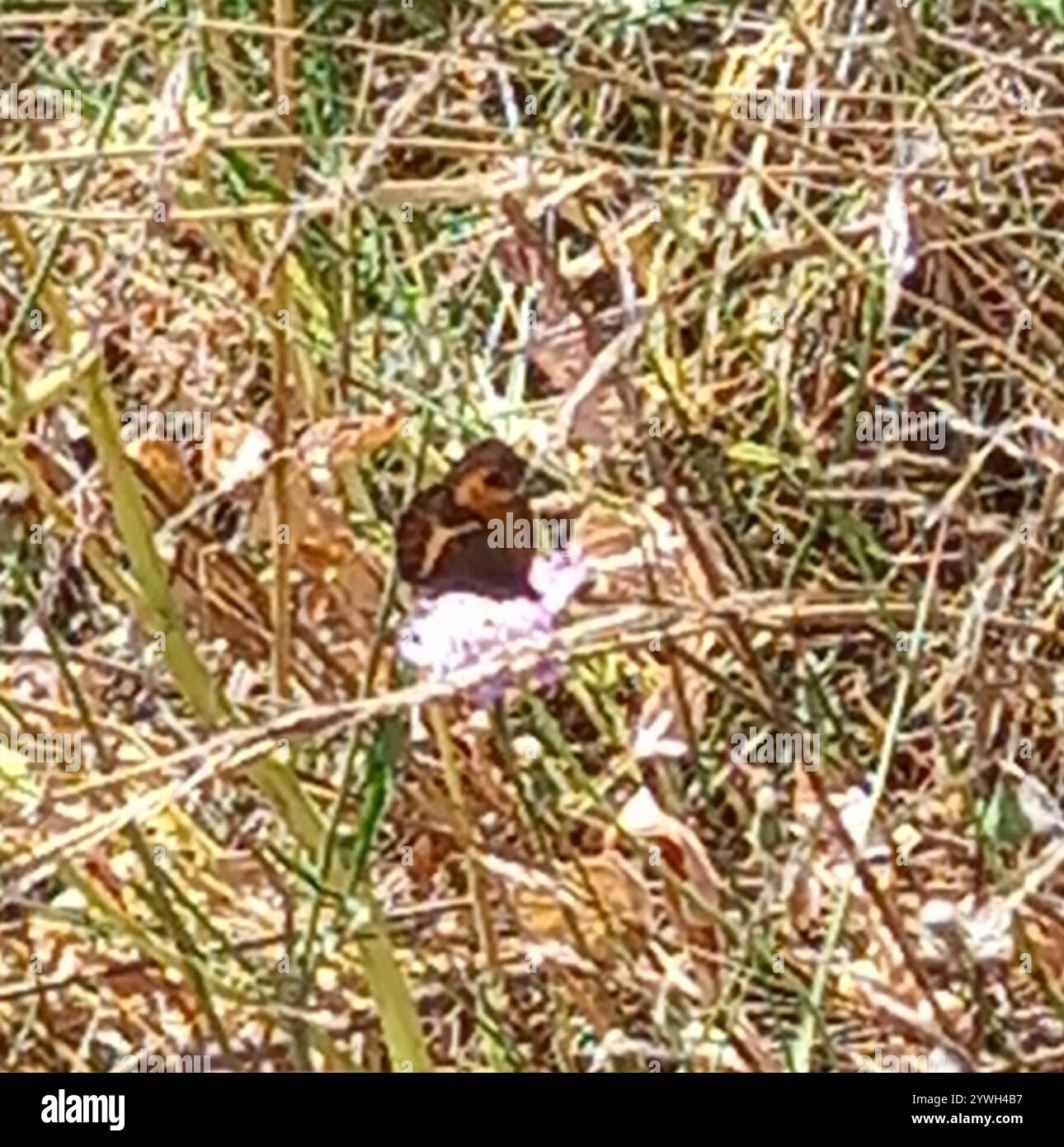 Spanish Gatekeeper (Pyronia bathseba Stock Photo - Alamy