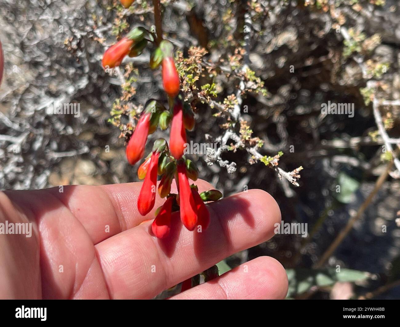scarlet bugler (Penstemon centranthifolius Stock Photo - Alamy