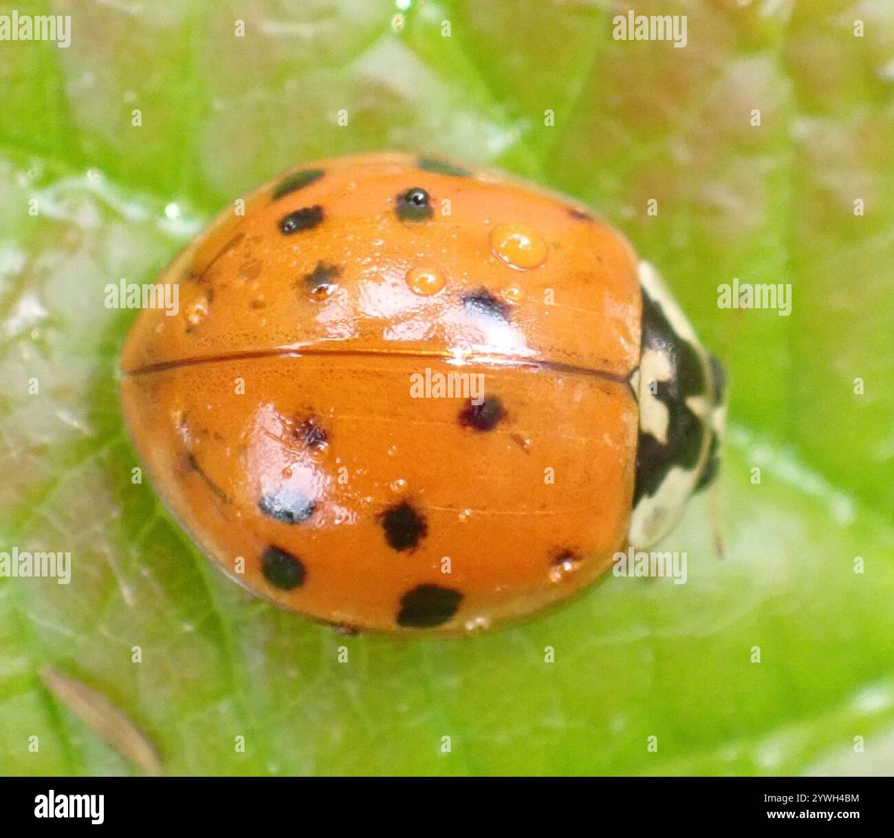 Asian Lady Beetle (Harmonia axyridis Stock Photo - Alamy