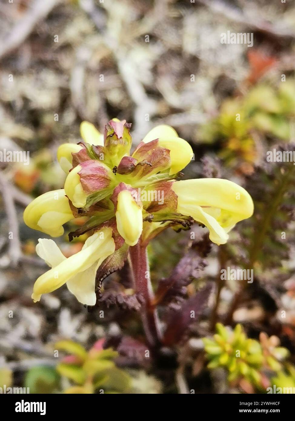 Northern Lousewort (Pedicularis lapponica Stock Photo - Alamy