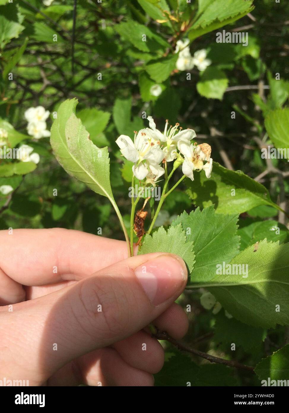 Glabrous-fruit Fireberry Hawthorn (Crataegus chrysocarpa phoeniceoides ...