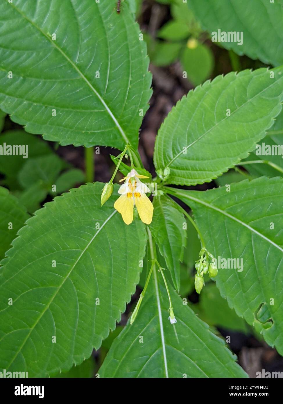 small balsam (Impatiens parviflora Stock Photo - Alamy