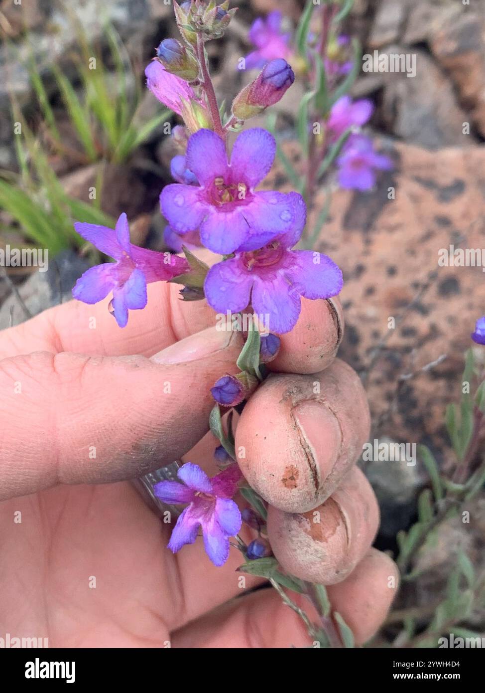 Low Beardtongue (Penstemon humilis Stock Photo - Alamy