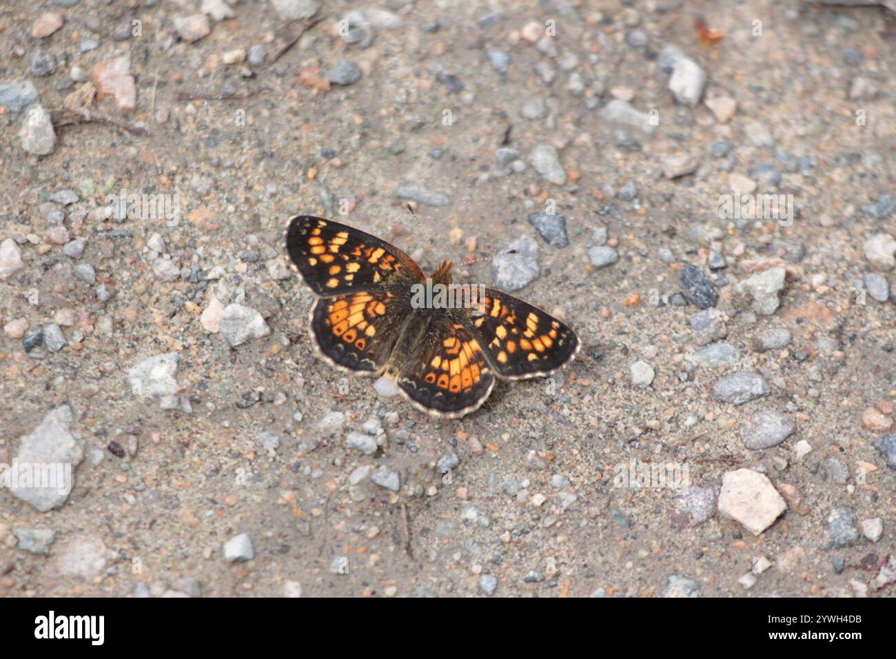 Field Crescent (Phyciodes pulchella Stock Photo - Alamy