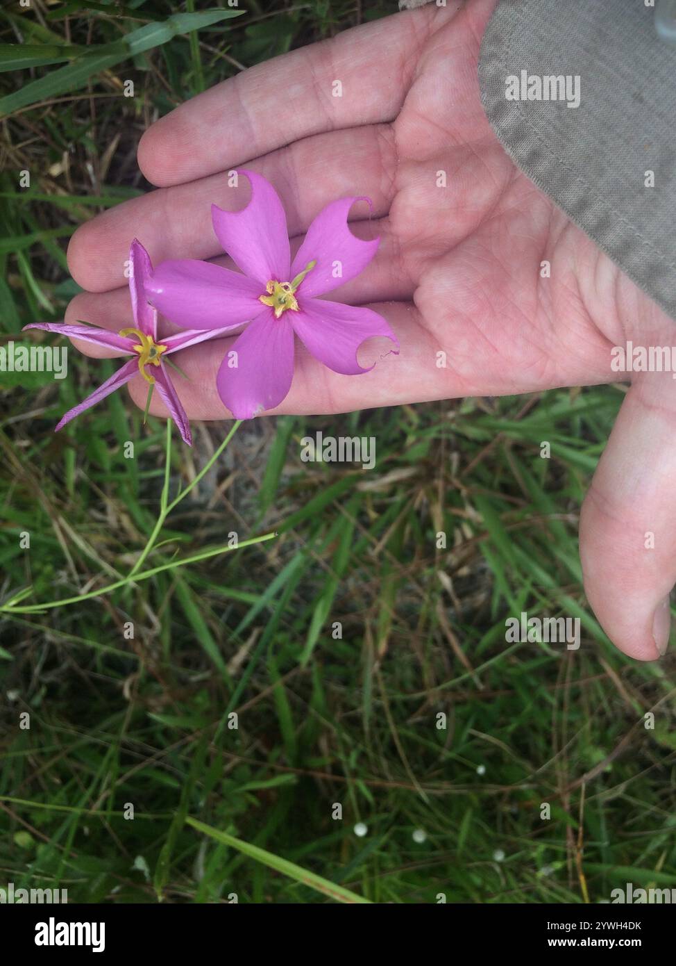 Largeflower Rose Gentian (Sabatia grandiflora Stock Photo - Alamy