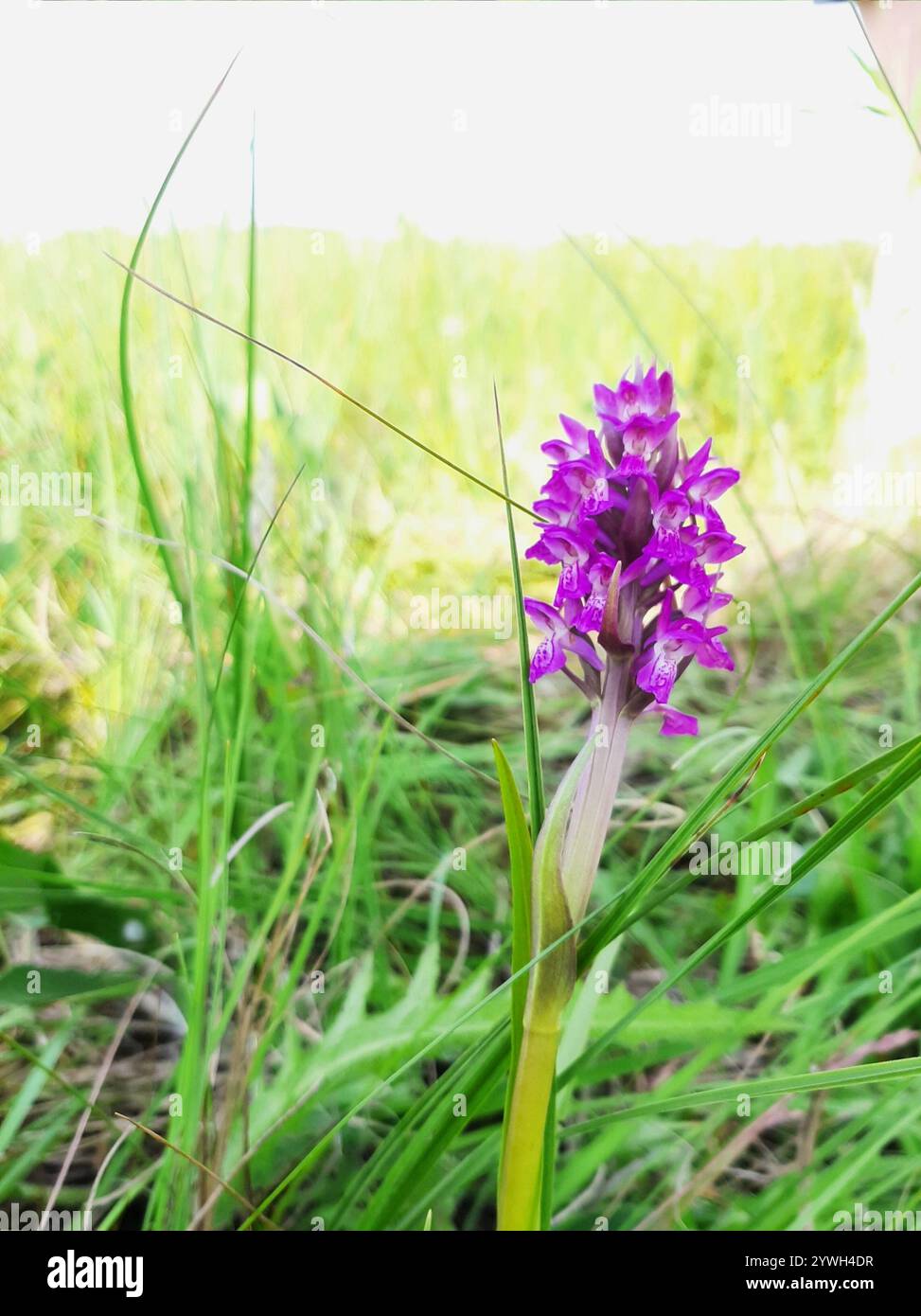 Early Marsh-orchid (Dactylorhiza incarnata Stock Photo - Alamy