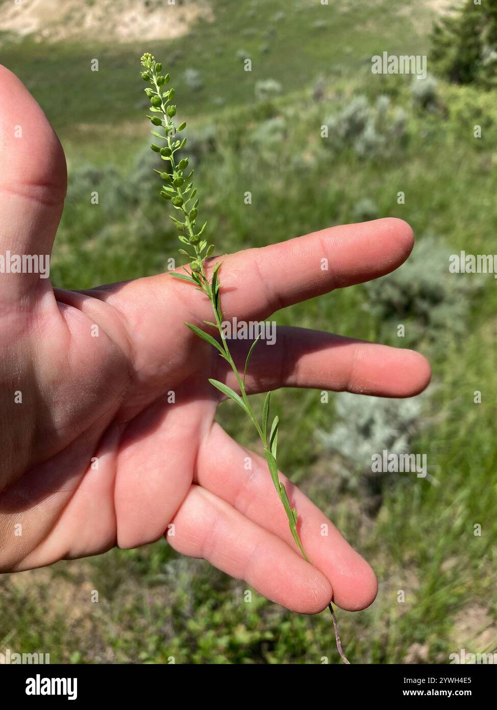 Common Peppergrass (Lepidium densiflorum Stock Photo - Alamy
