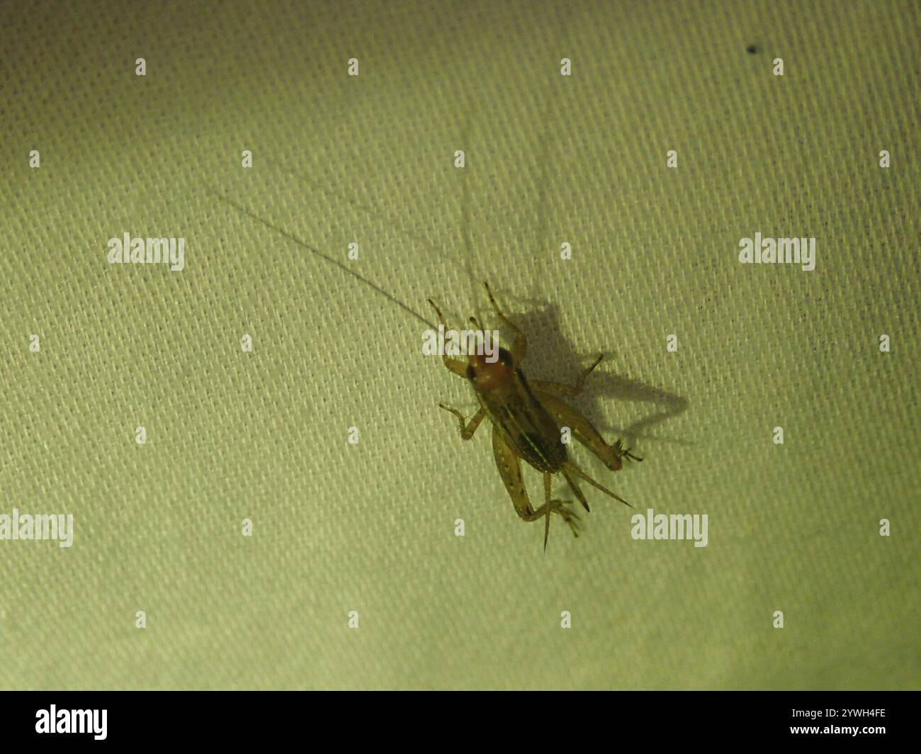 Trigs, Sword-tailed Crickets, and Ground Crickets (Trigonidiidae Stock ...