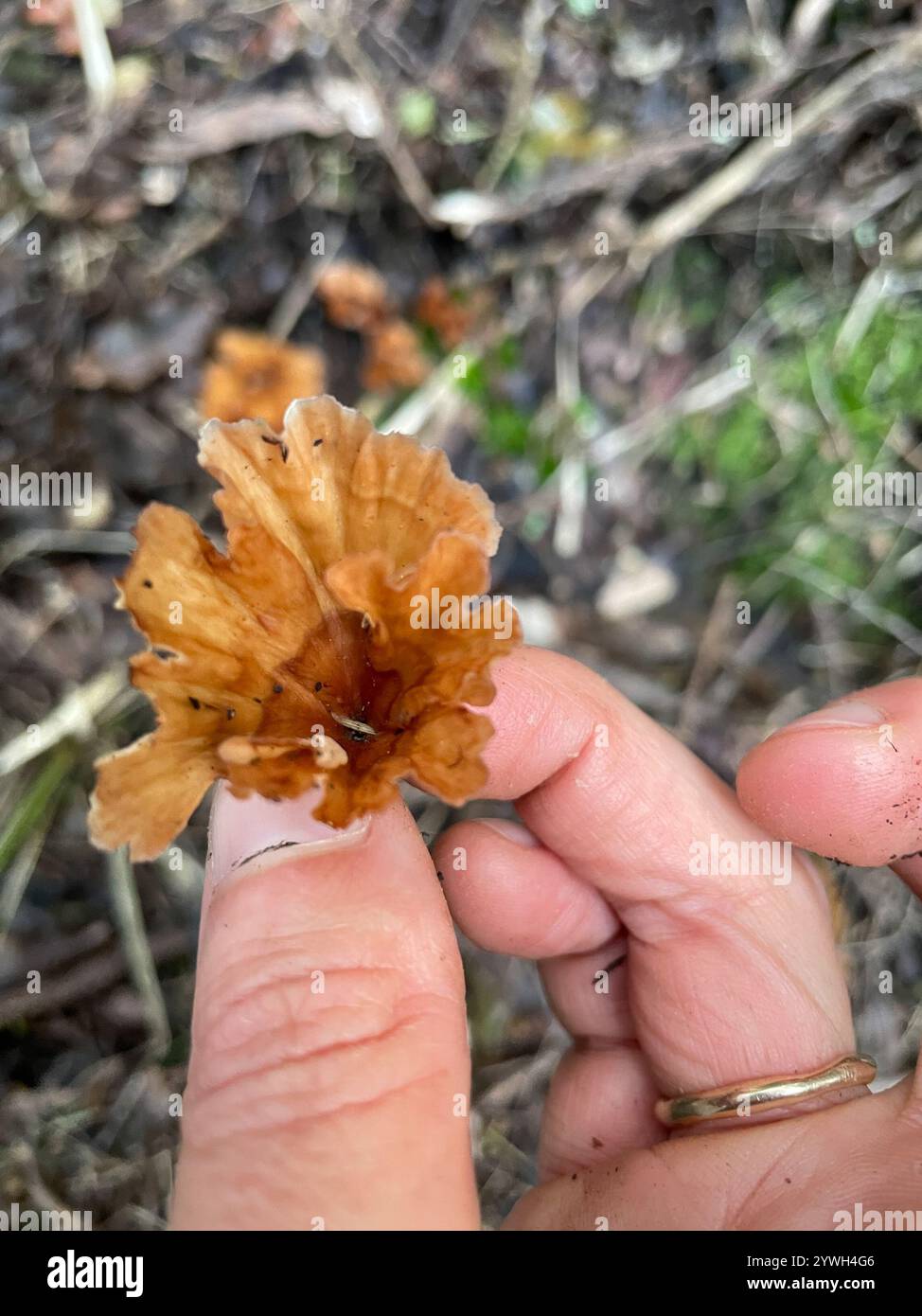 Wine Glass Fungus (Podoscypha petalodes Stock Photo - Alamy